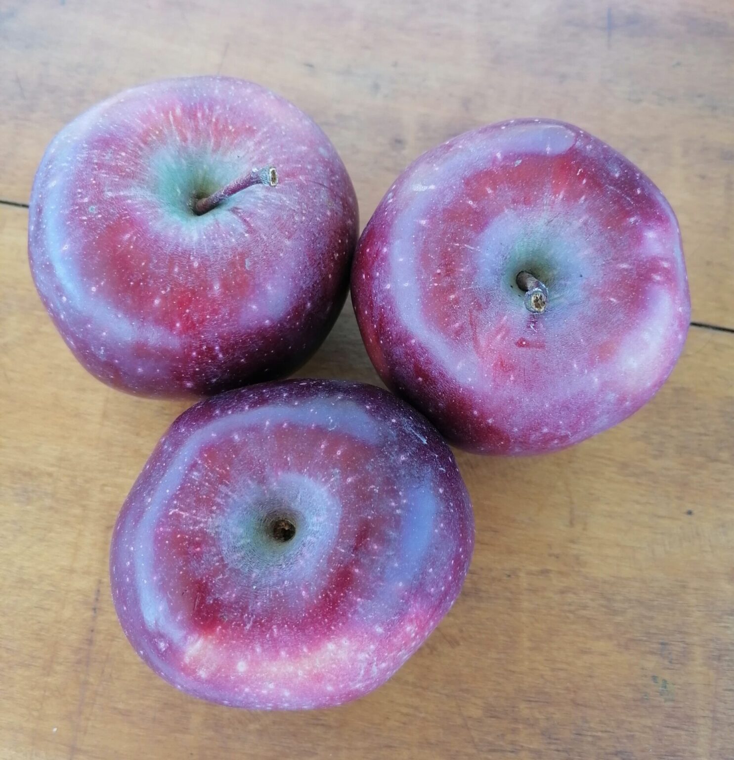 Red Chief (Campbell Delicious) almafa – Migkertészet – Gyümölcsfaoltvány