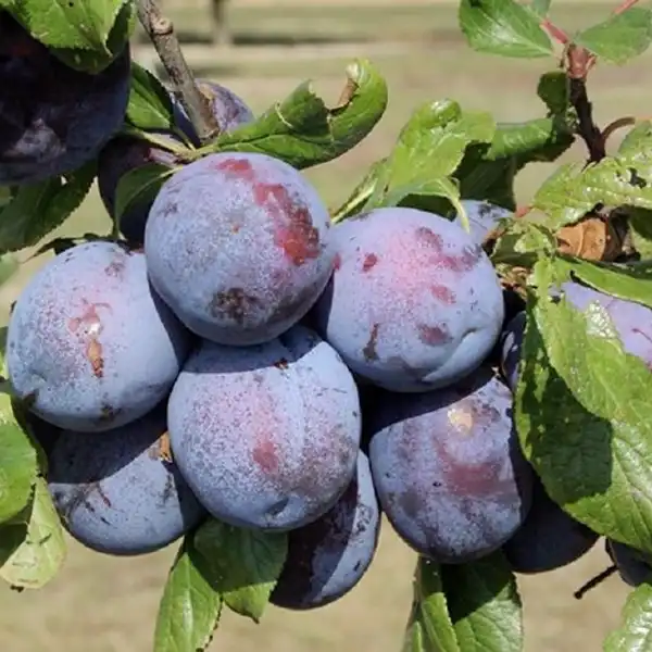 Tuleu Gras szilvafa – Migkertészet – Gyümölcsfaoltvány